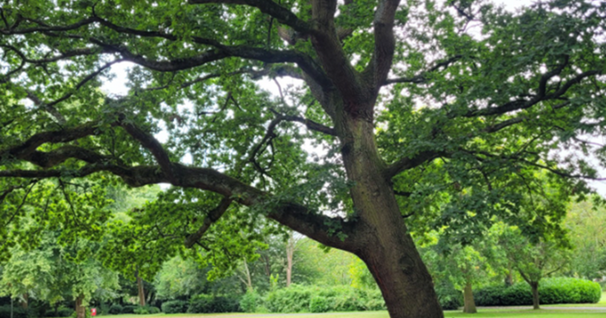 Climate Action Plan Annual Review approved at Cabinet! - Netzero